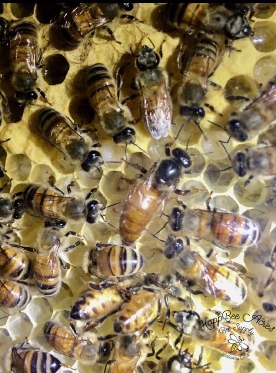 Mated Queens - HappBee Acres Bee Supply