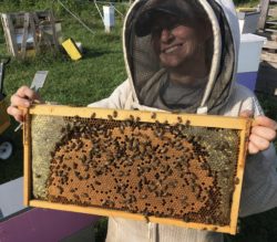 First Year Hive Set Up With Nuc - HappBee Acres Bee Supply