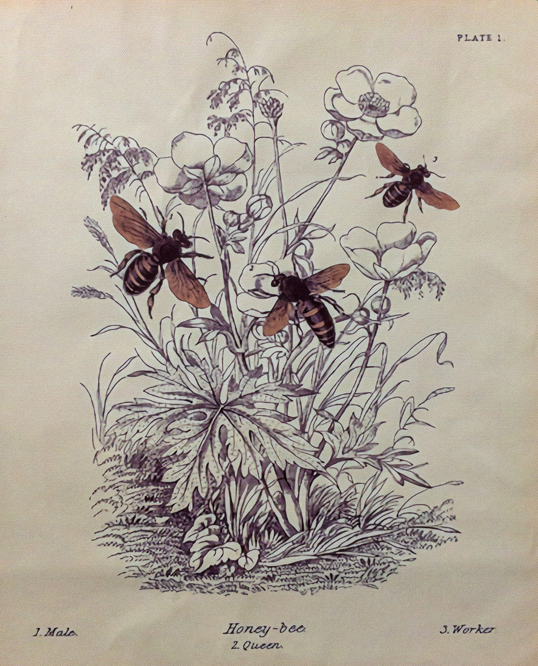 Bee Identification Canvas Print - HappBee Acres Bee Supply