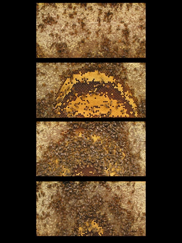 Educational Hive Photo Frame Insert - University of Guelph - HappBee ...