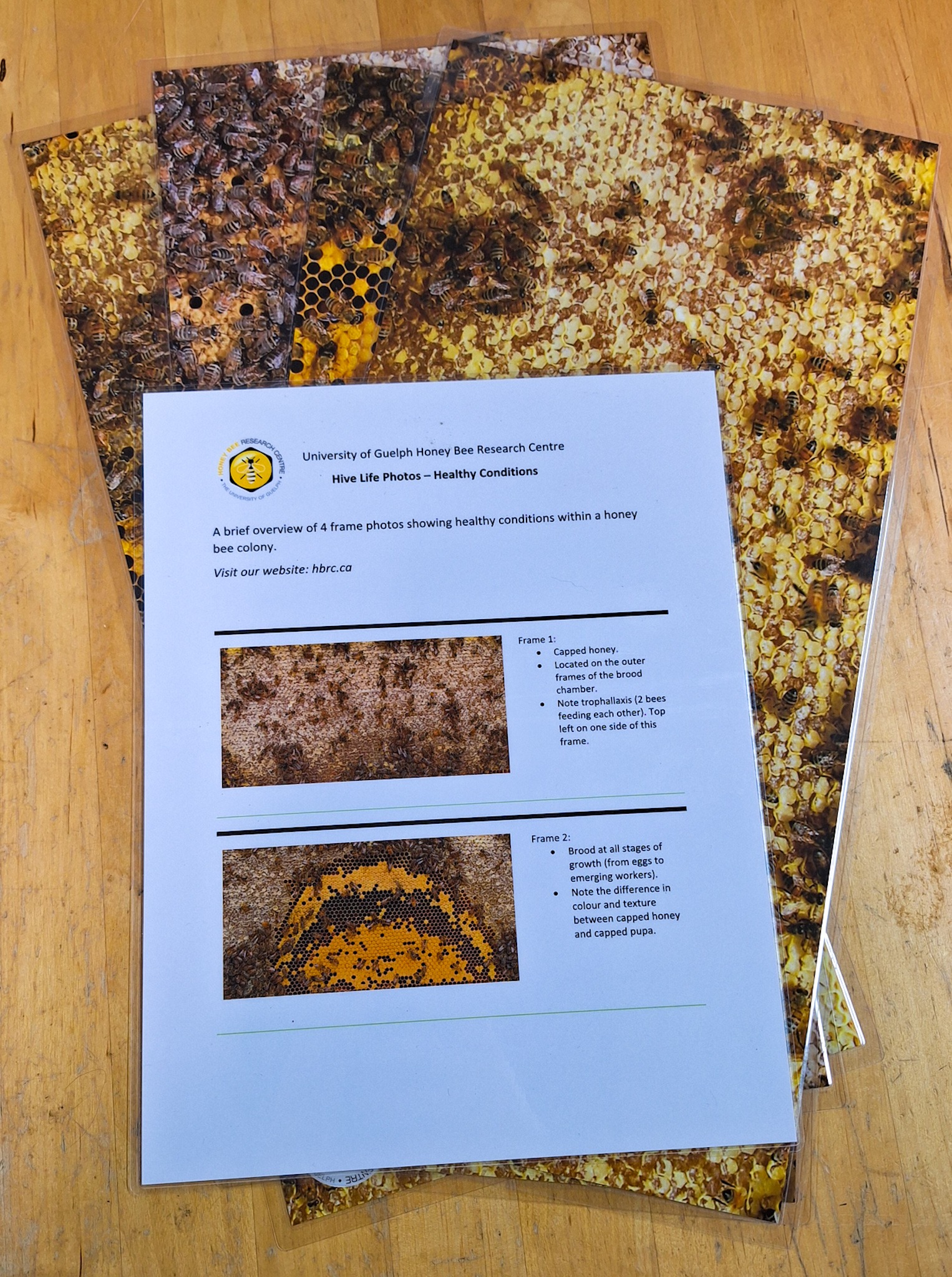 Educational Hive Photo Frame Insert - University of Guelph - HappBee Acres Bee Supply